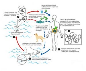 Department of Parasitic Diseases – National Centre for Disease Control ...